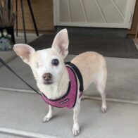 Available Dogs – Wagging Tails Rescue