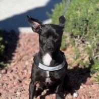 Available Dogs – Wagging Tails Rescue