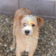 Available Dogs – Wagging Tails Rescue