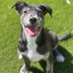 Available Dogs – Wagging Tails Rescue