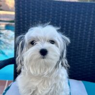 Available Dogs – Wagging Tails Rescue