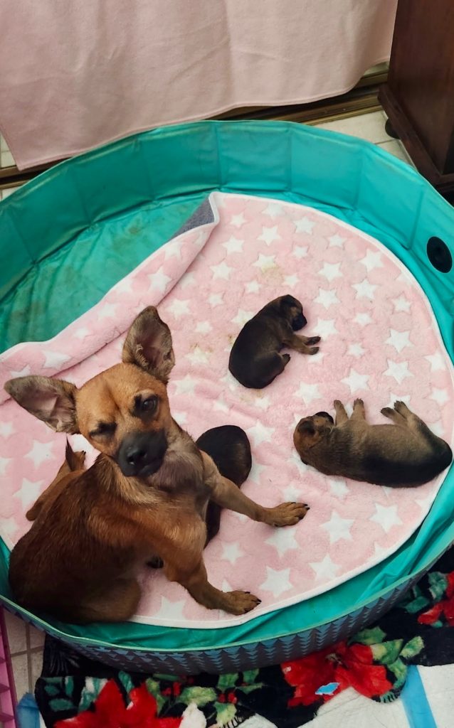 The Nursery – Wagging Tails Rescue